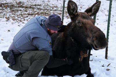 Idaho Fish and Game comes to rescue of moose suffering from severe eye ...