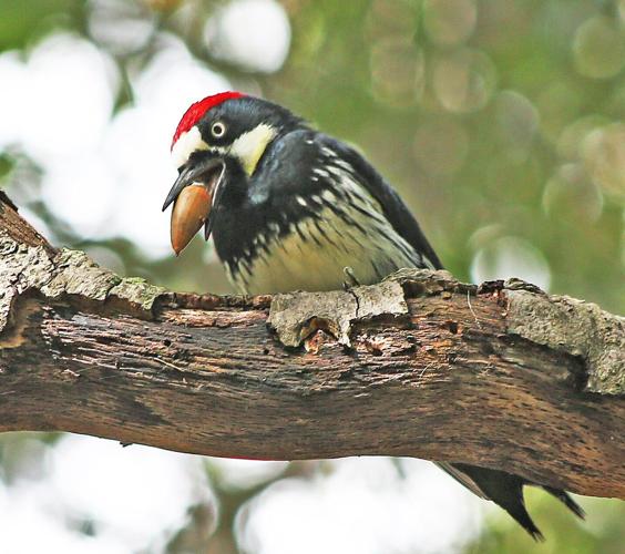 What to know about food caching in birds | Northwest ...