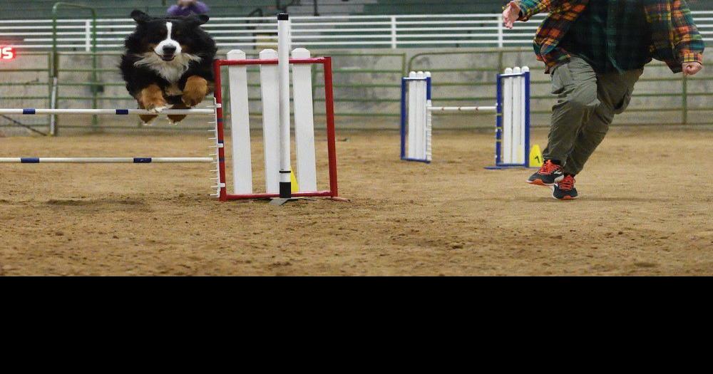 ISU Chief Information Officer Randy Gaines addicted to dog agility ...