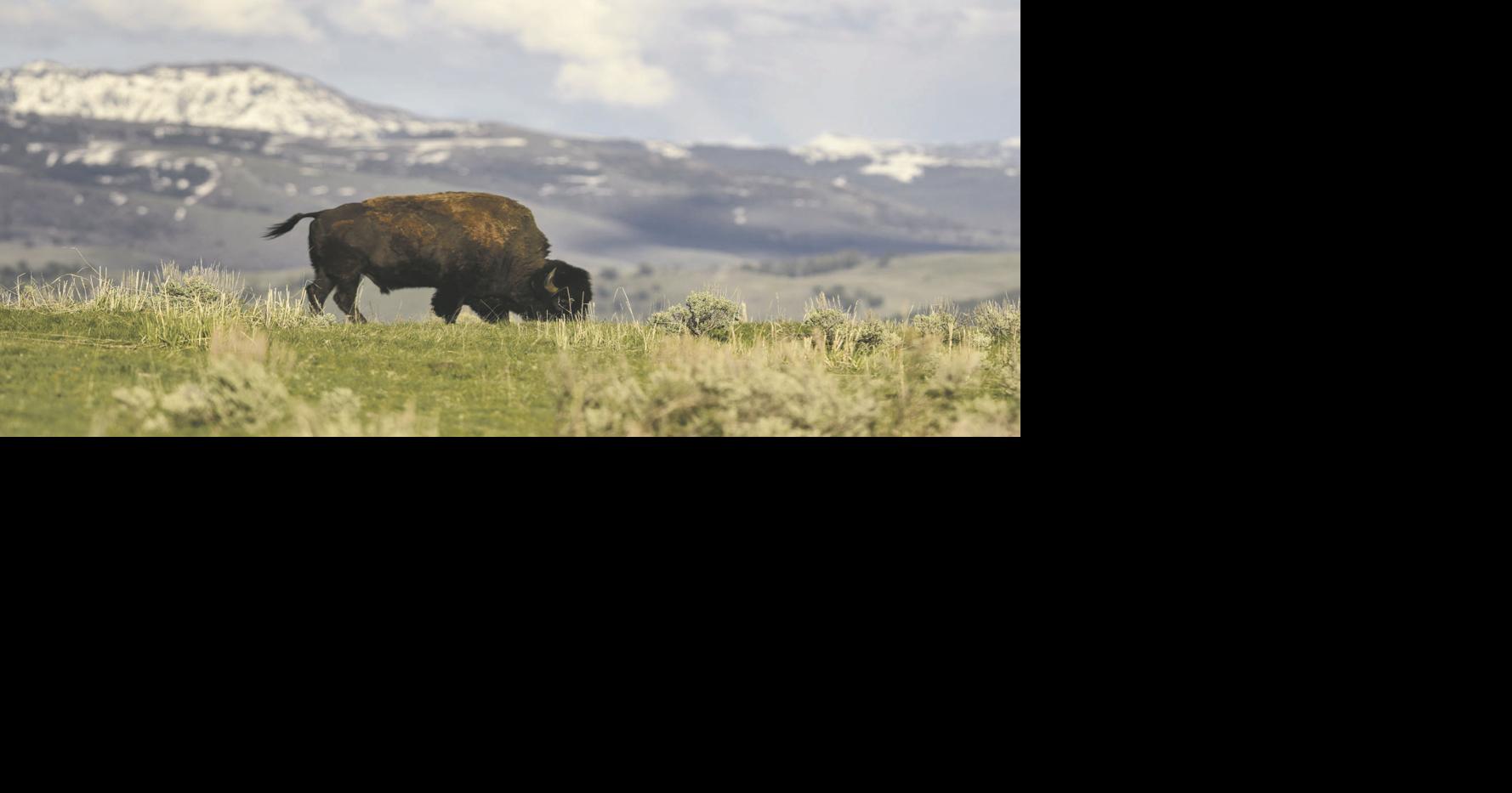 Residents push for bison hunt restrictions on border of Yellowstone ...