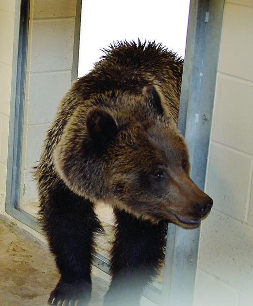 New grizzly arrives at Pocatello Zoo | Members | idahostatejournal.com