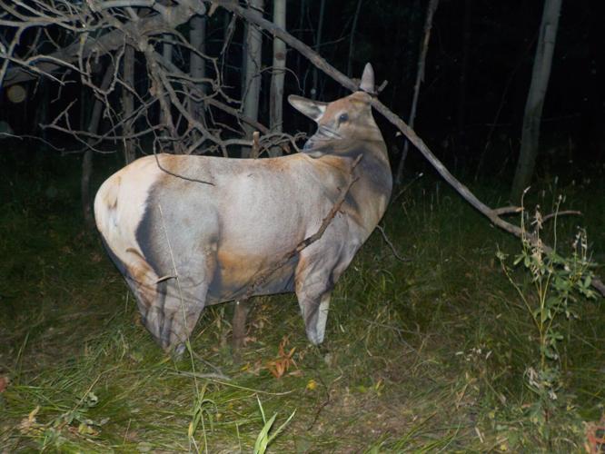 Tom Claycomb: Archery Elk Hunt 2022 | Freeaccess | idahostatejournal.com