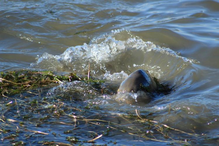 Outdoors: Spring carp fishing | Commentary | idahostatejournal.com