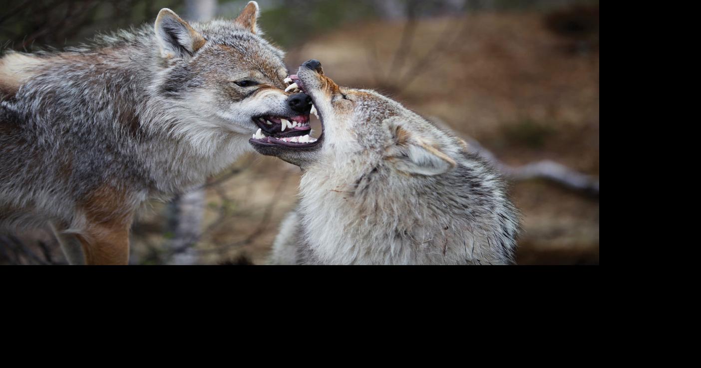 No wolves killed in Idaho predator derby | Members | idahostatejournal.com