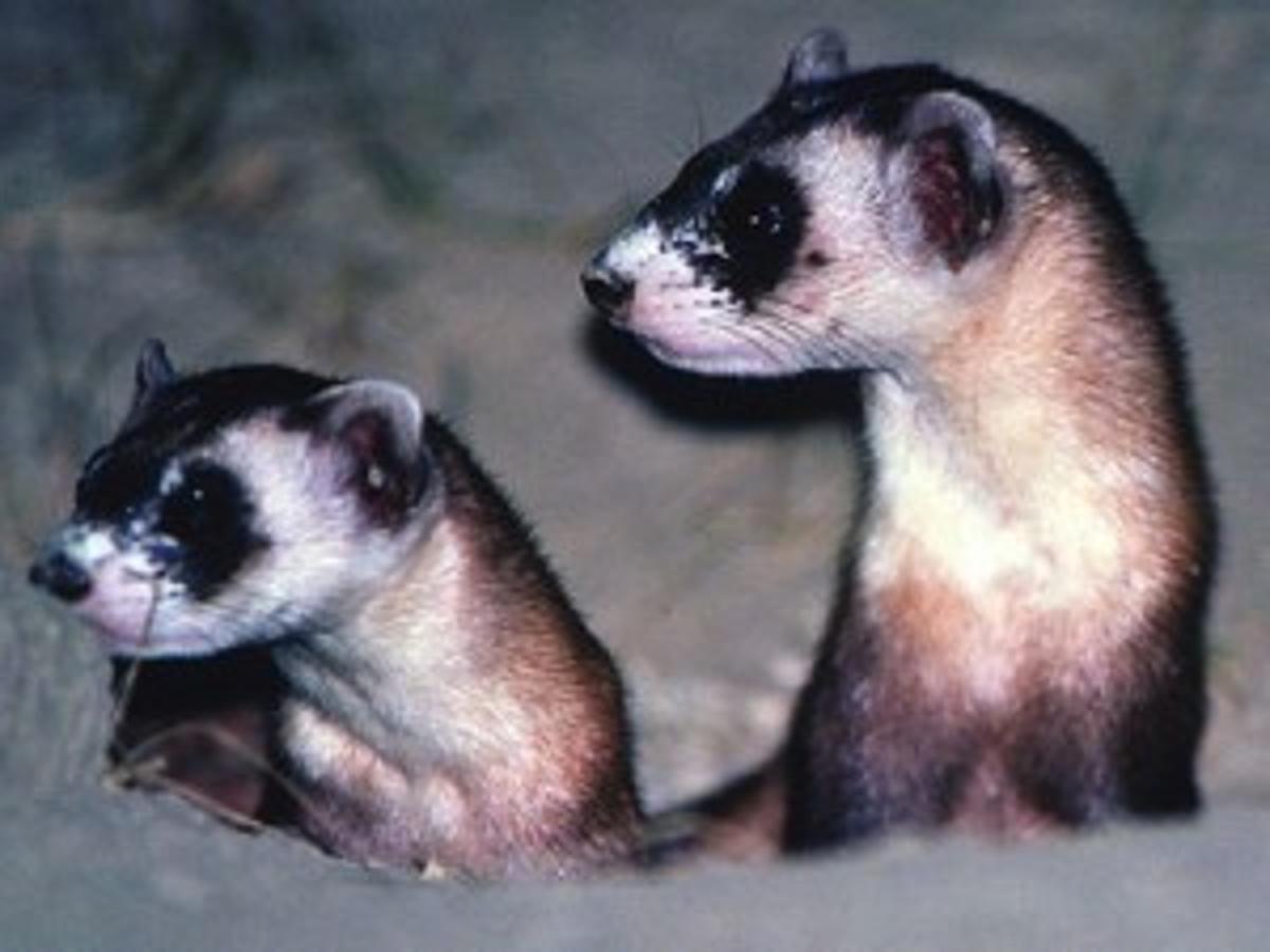 black ferrets