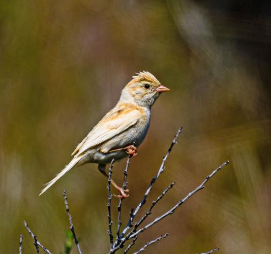 Leucism and melanism in birds | Northwest | idahostatejournal.com