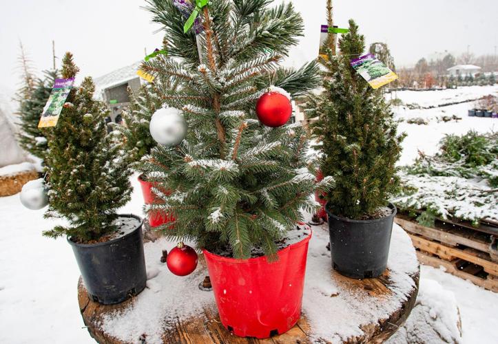 Christmas tree prices rise after last year's shortage | Zoology ...