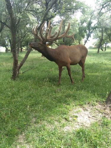 Two jobs in nature: Local residents run elk farm and lawn care business ...