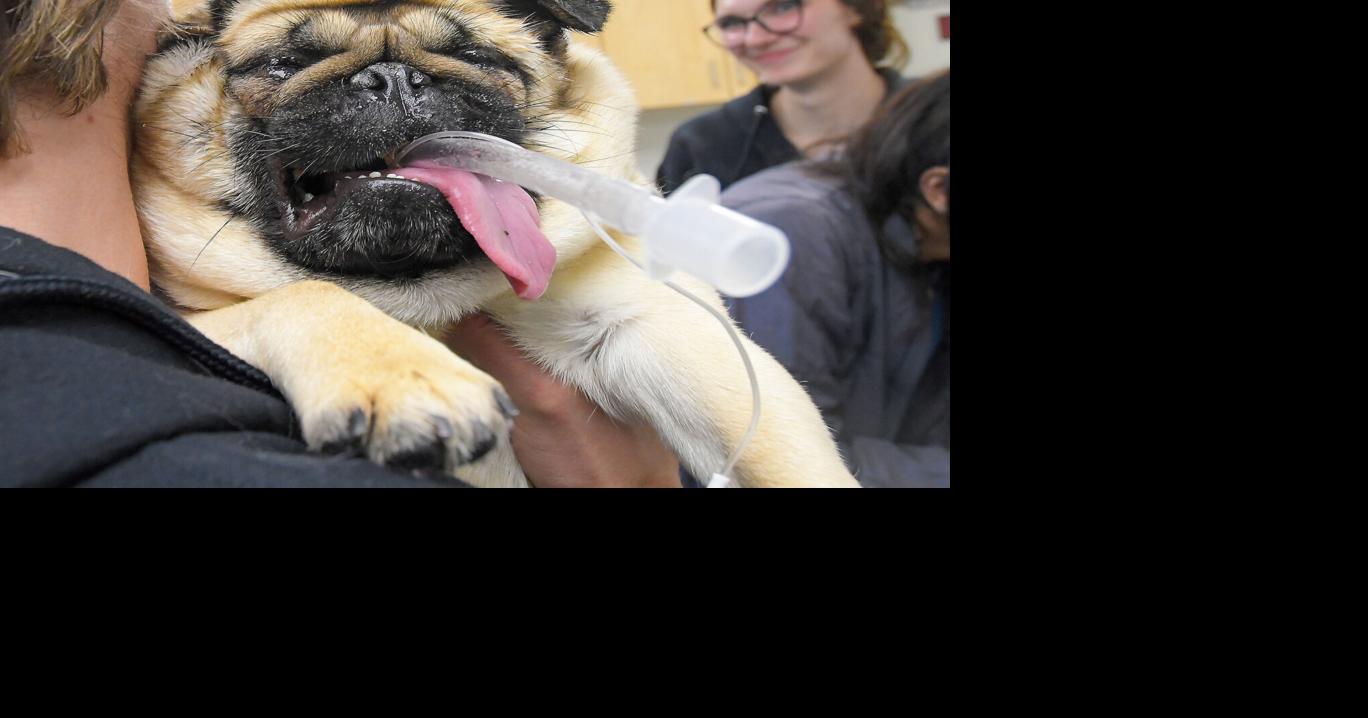 Deadly house explosion left dozens of pugs homeless | Freeaccess ...