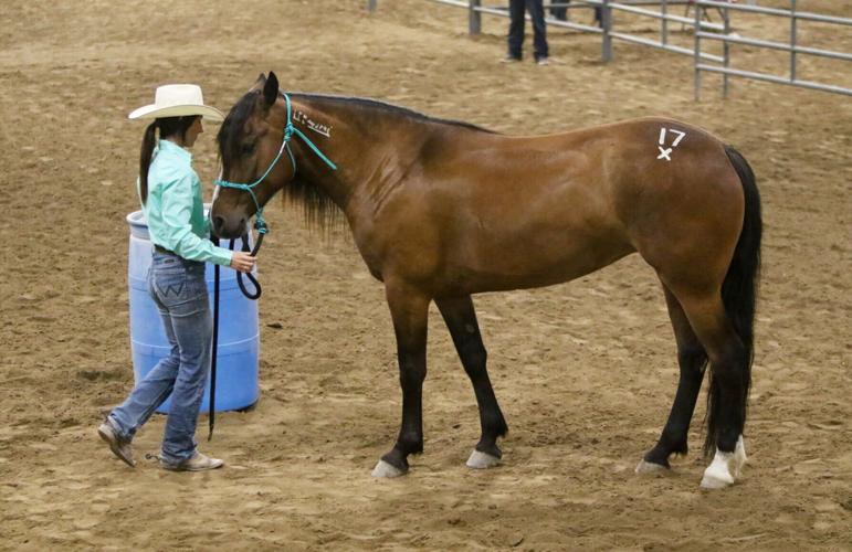 Recently-wild mustangs and burros show their new skills at Mustang ...