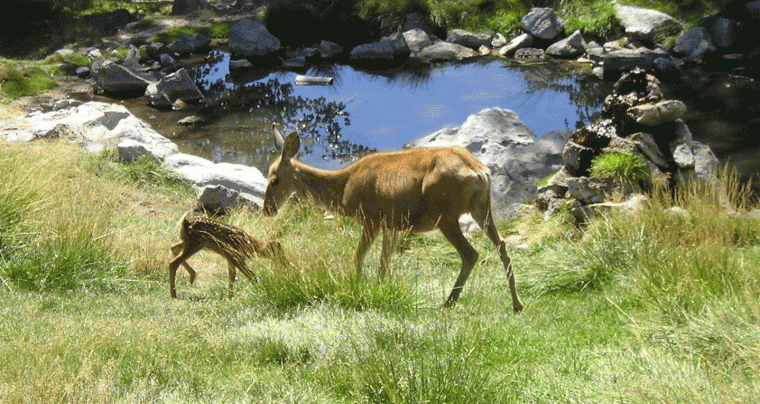 Summer youth volunteer opportunities offered at the Pocatello Zoo ...