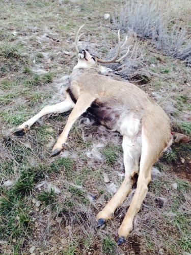 Trophy mule deer buck poached near McCammon | Members ...