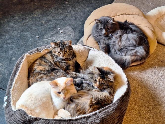‘WE HAVE TO BE THEIR VOICE’: Local animal advocates fundraising to ...