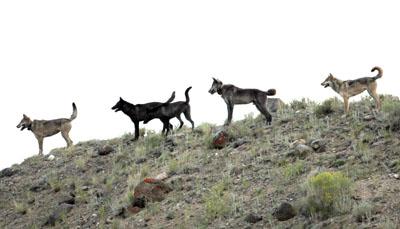 First wolf hunting season nearly over in Wyoming | Local ...