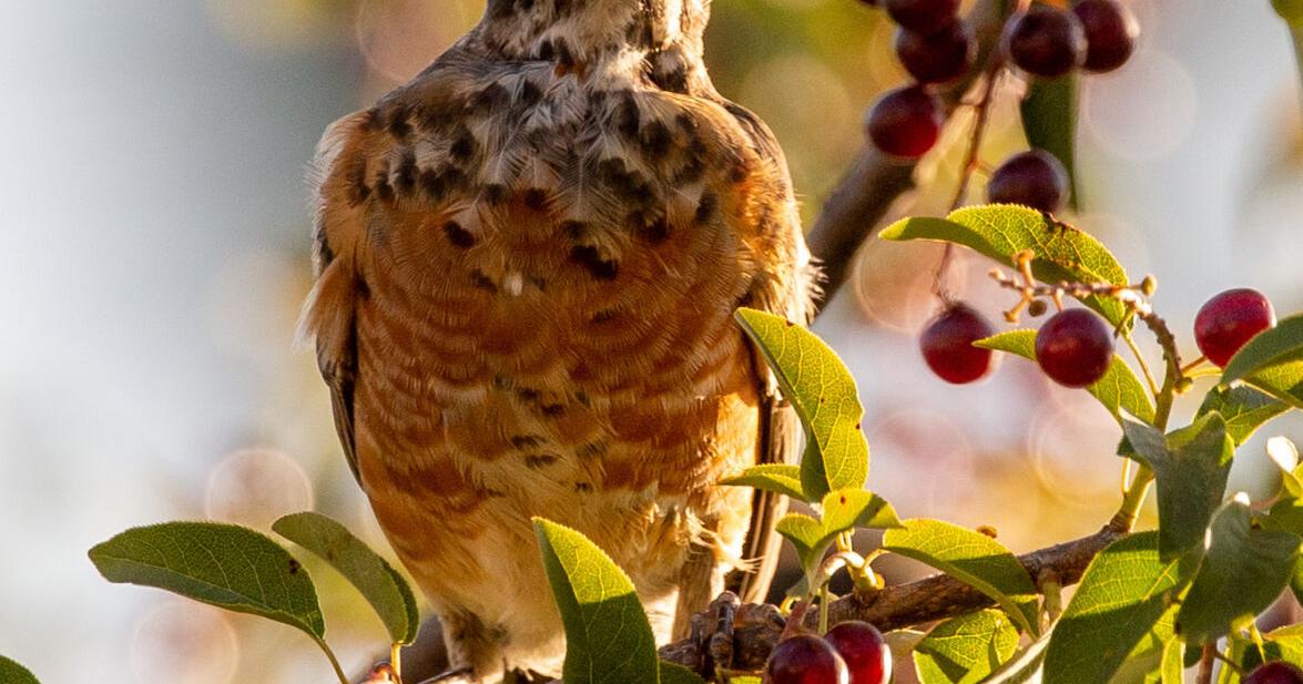 The great American robin | Northwest | idahostatejournal.com