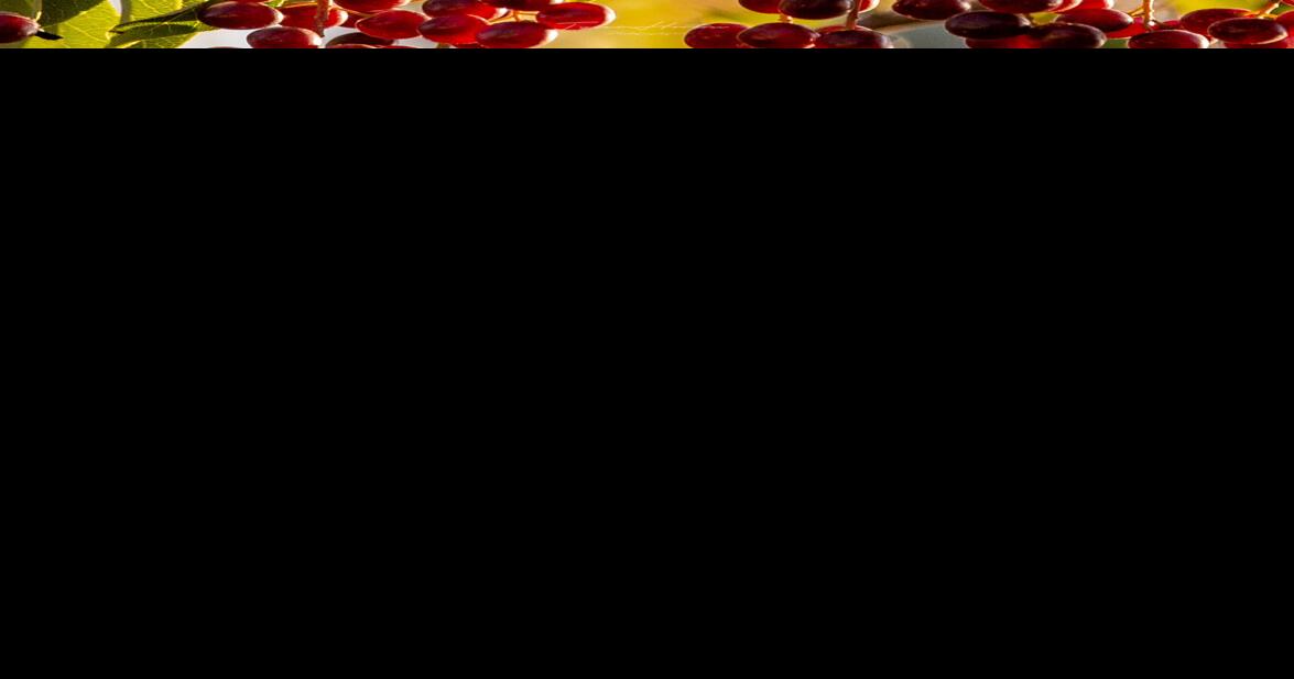 The great American robin | Northwest | idahostatejournal.com