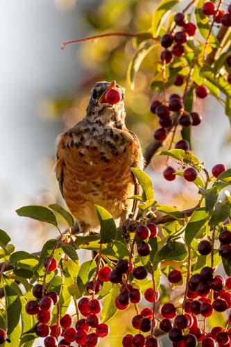 The great American robin | Northwest | idahostatejournal.com