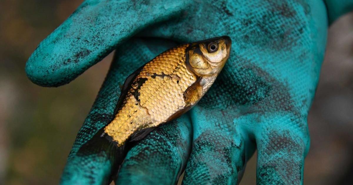 Fish and Game kills thousands of invasive goldfish | Local ...