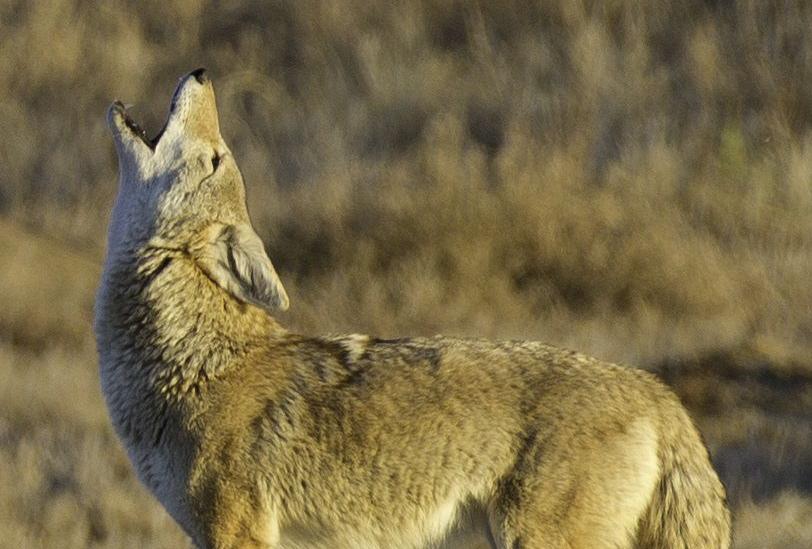 Idaho Fish and Game warns residents to use caution and protect pets ...