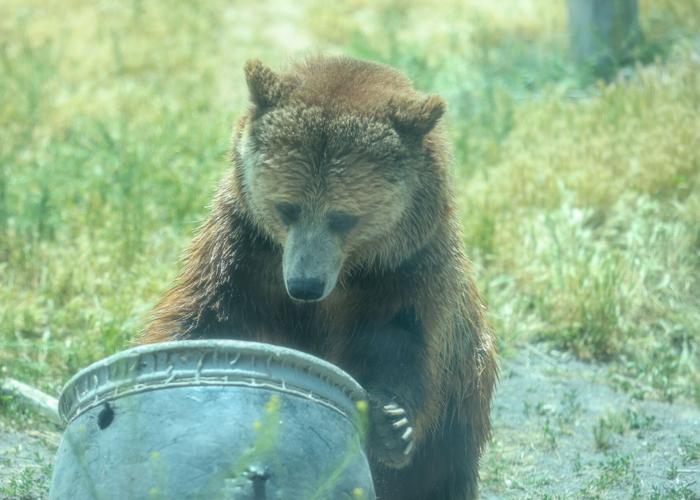 PHOTO GALLERY: Enrichment Day at Zoo Idaho in Pocatello | Freeaccess ...