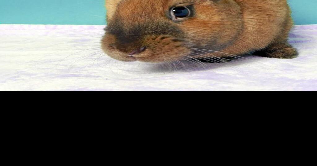 Humane Society reports increase in rabbit hoarding cases | Local ...