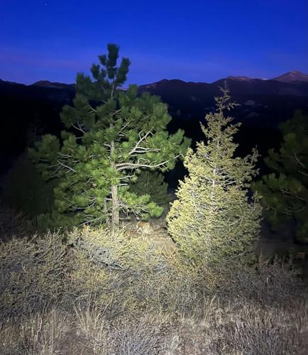 Man fought off a mountain lion weeks before a suspected fatal Colorado ...