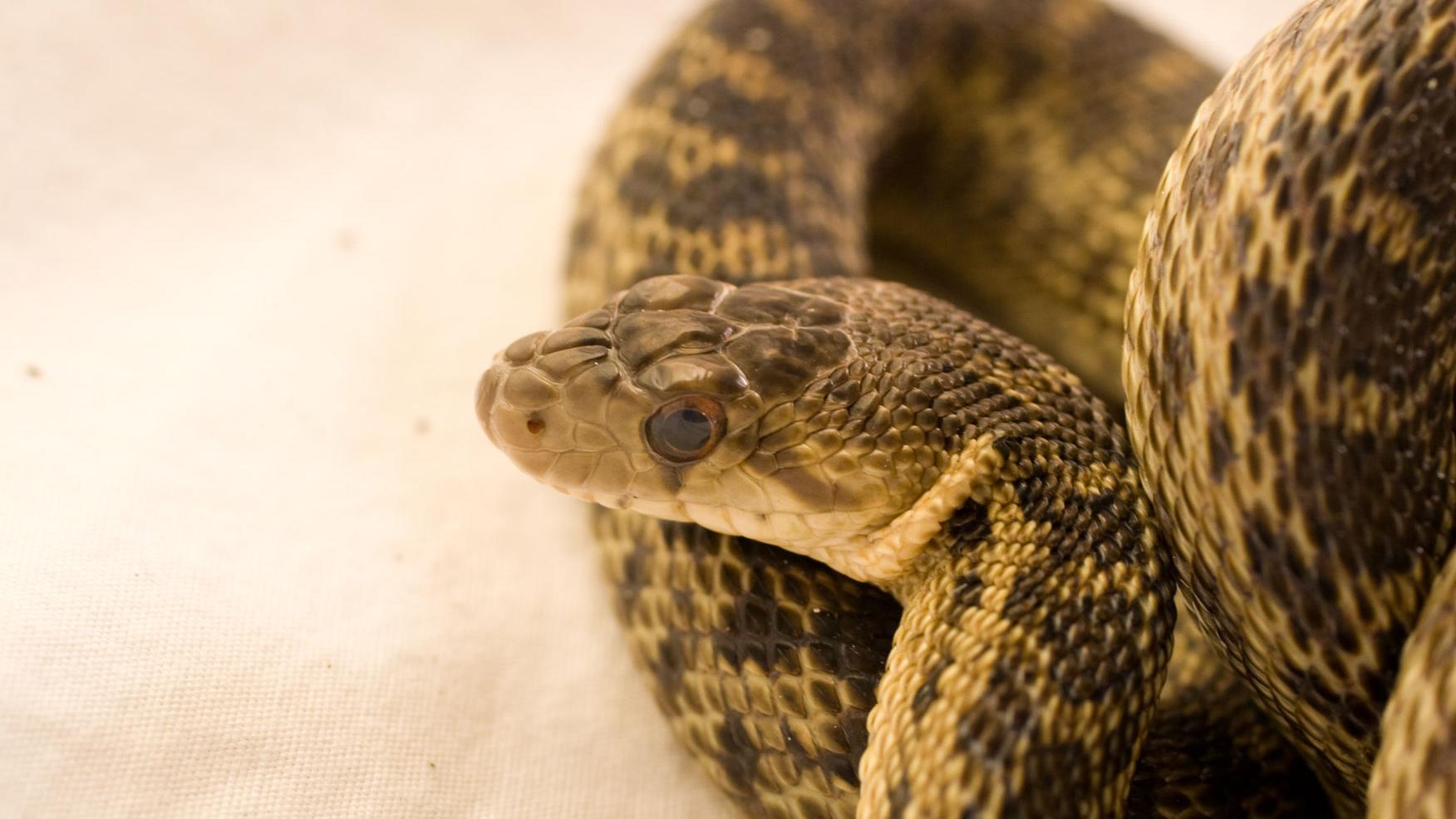 how to draw a gopher snake