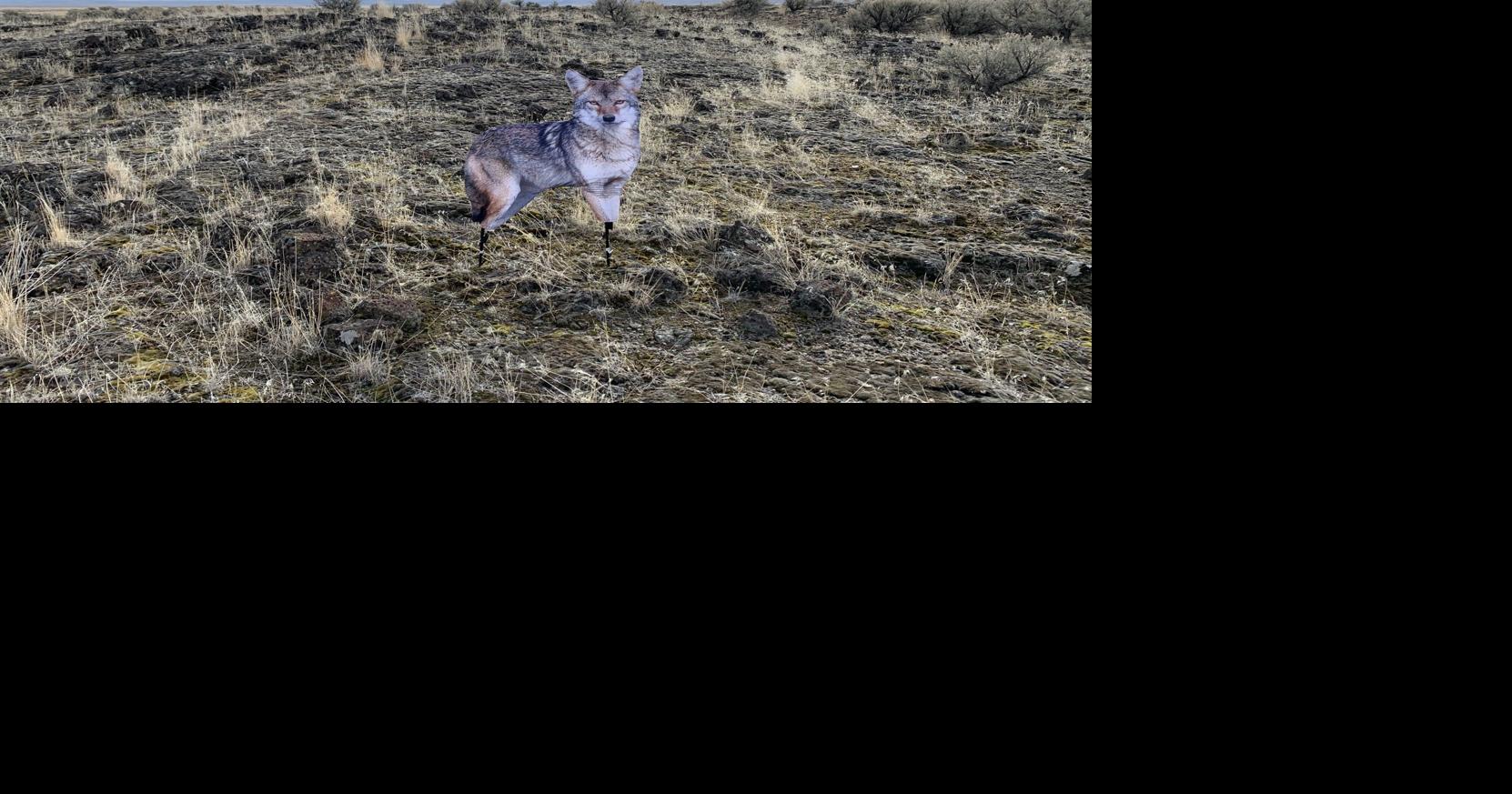Last call for varmint hunting | | idahostatejournal.com