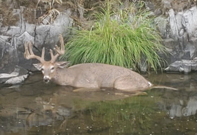 DOGS AND DEER DON'T MIX: Fish and Game warns that canines harassing ...
