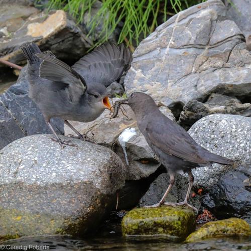 The water ouzel — and a deep dive into dippers | Northwest ...