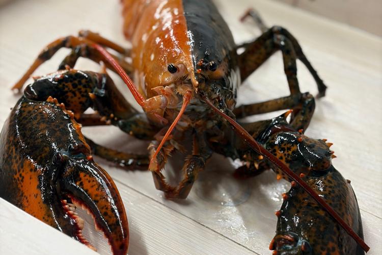 Rare two-colored lobster caught by fishermen off Cape Cod donated to ...