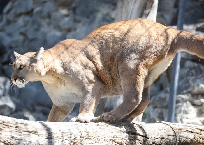 PHOTO GALLERY: Enrichment Day at Zoo Idaho in Pocatello | Freeaccess ...