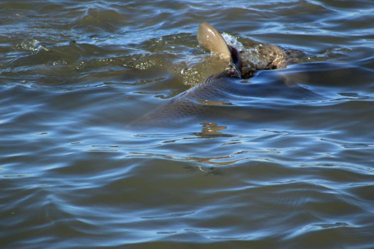 Outdoors: Spring carp fishing | Commentary | idahostatejournal.com