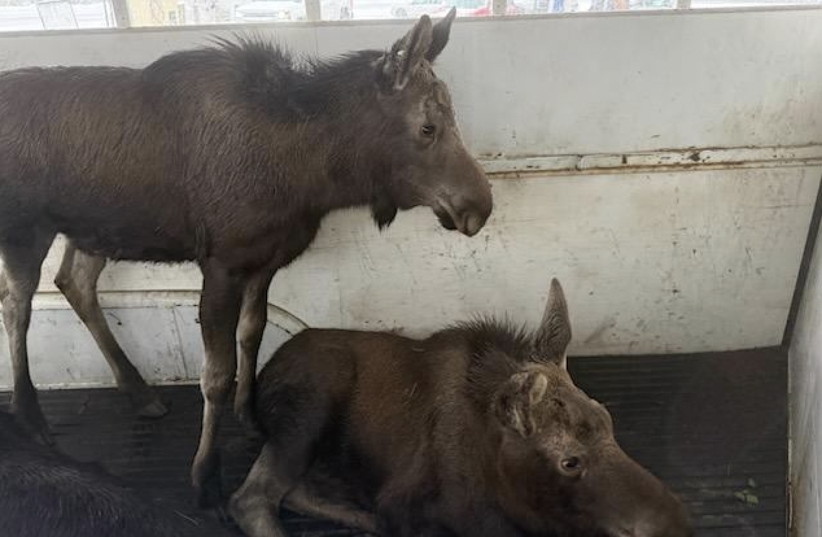 Fish and Game relocates four moose from University of Idaho | Local ...