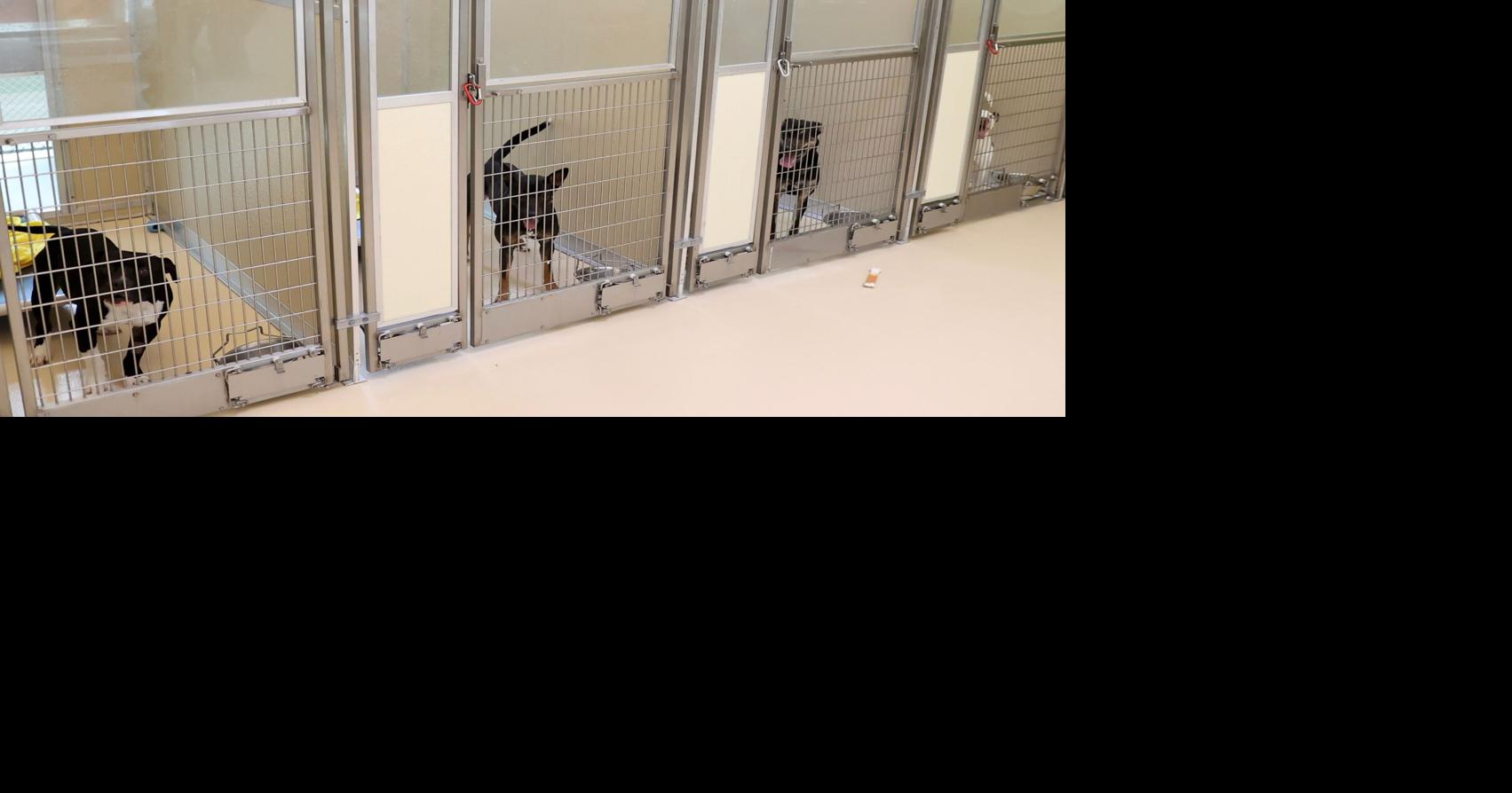 Pocatello Animal Shelter hits 90 percent live release rate despite ...