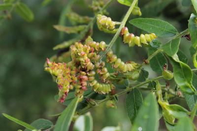 The Bug Box: Honeylocust pod gall midge | Bug Box | idahostatejournal.com