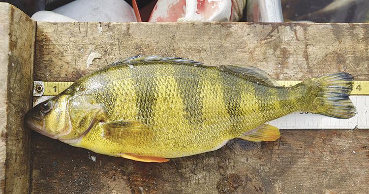 Lake Cascade perch fishing to remain good, but jumbos may decline ...