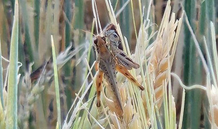 Grasshoppers, Mormon crickets causing widespread damage to local crops ...