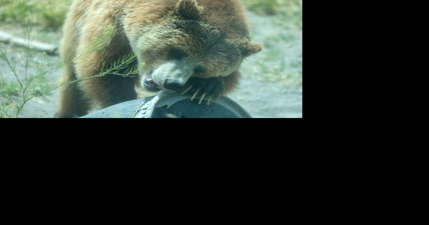PHOTO GALLERY: Enrichment Day at Zoo Idaho in Pocatello | Freeaccess ...