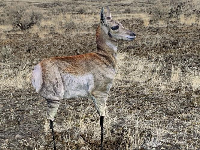 Last call for varmint hunting | | idahostatejournal.com