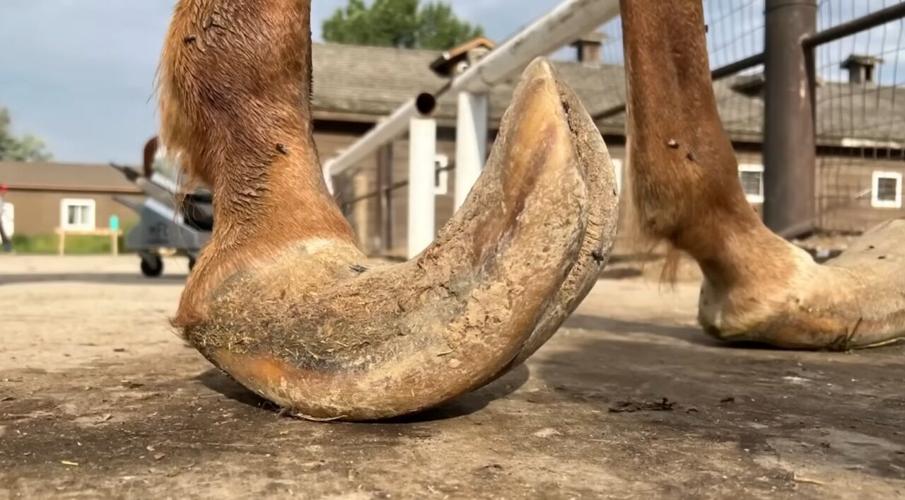 Real-life rocking horse receives care from Idaho Horseshoeing School in ...