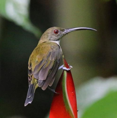 Peter Kaestner and 10,000 birds | Northwest | idahostatejournal.com
