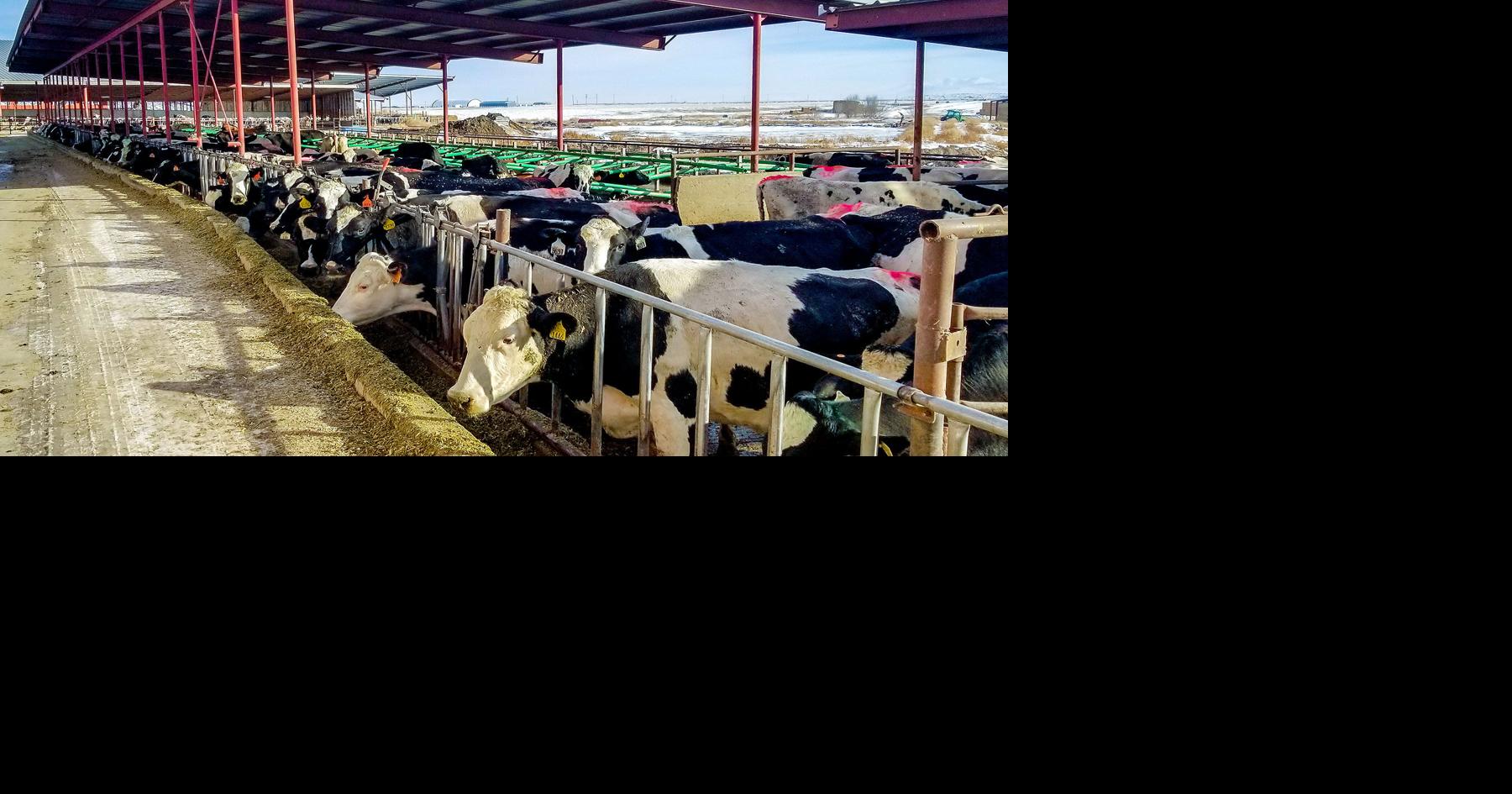 Dairy overproduction triggers steep Idaho farm income drop in 2018 ...