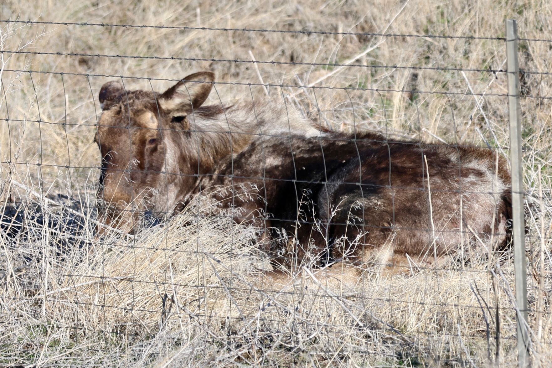 Authorities respond to injured bull moose near Interstate 86, Simplot ...