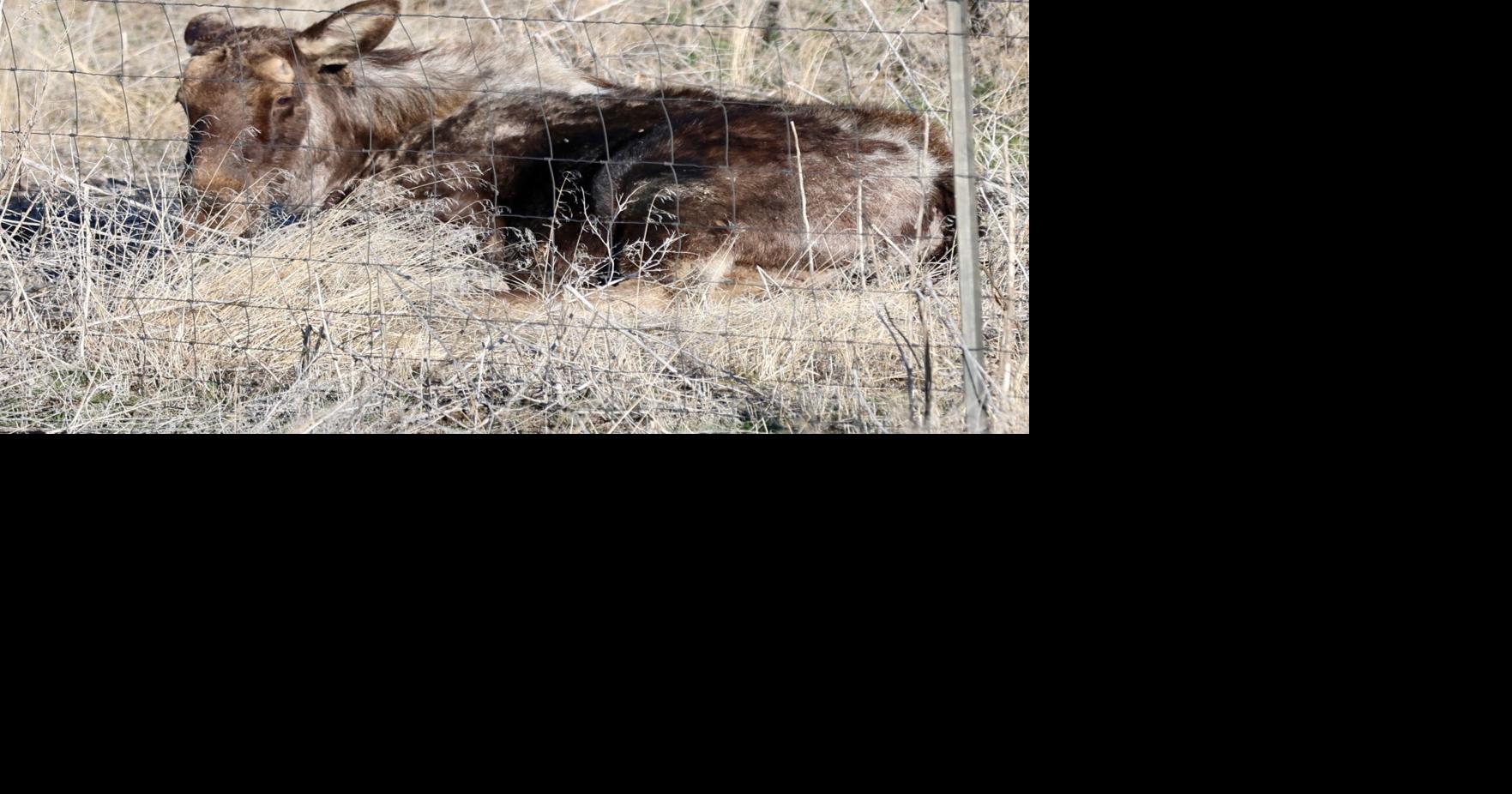Authorities respond to injured bull moose near Interstate 86, Simplot ...