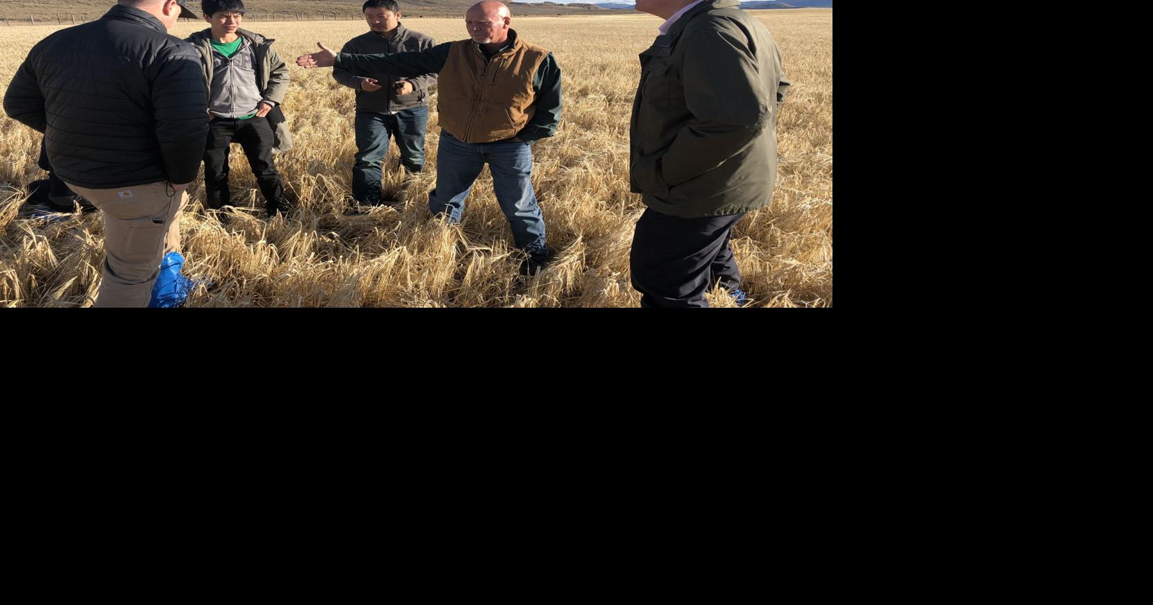 China opening its doors to U.S. barley | Local | idahostatejournal.com
