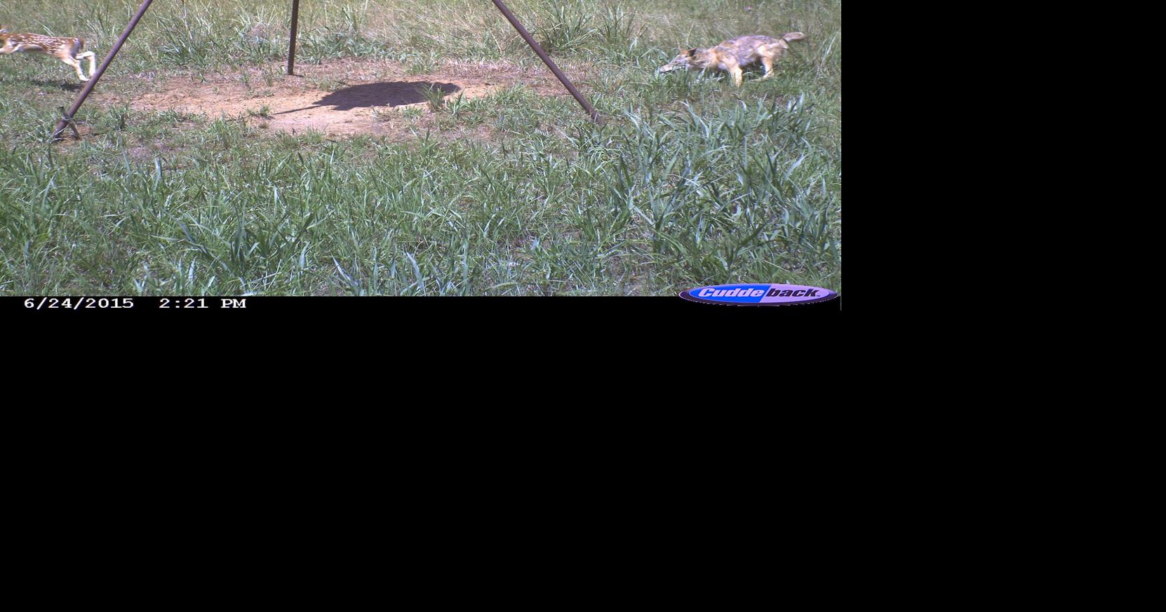 Claycomb: Varmint hunting | Northwest | idahostatejournal.com