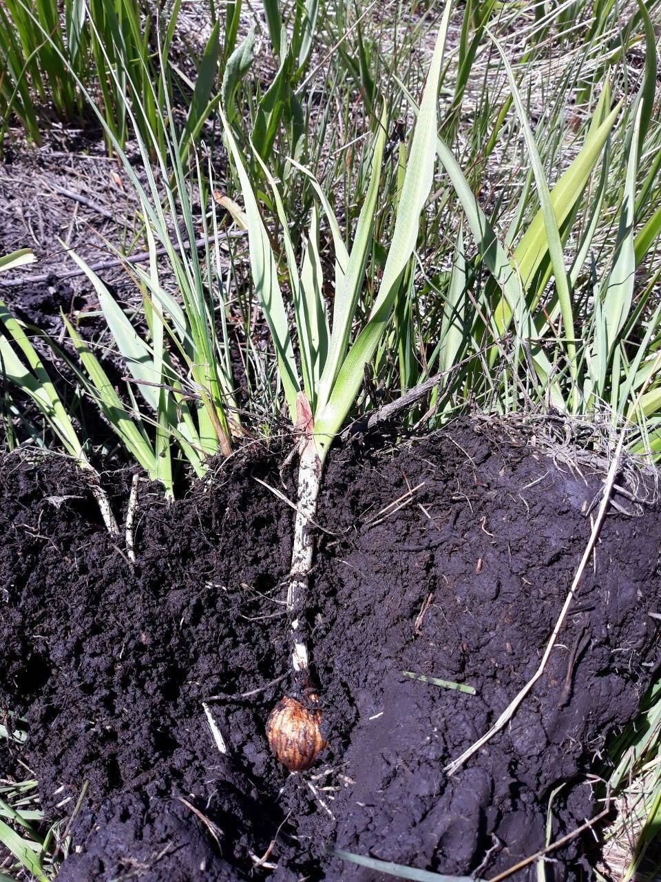 ISU undergraduate Sidney Fellows researches how to bring camas to Fort ...