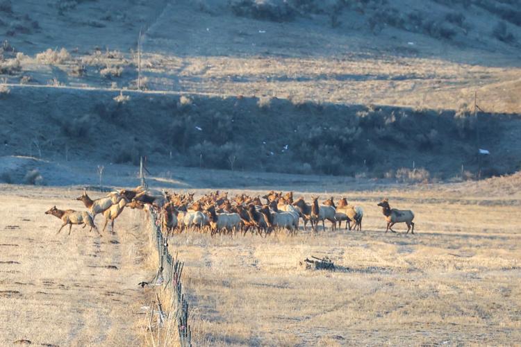 Photos of elk herd crossing Interstate 15 in Fort Hall | Freeaccess ...