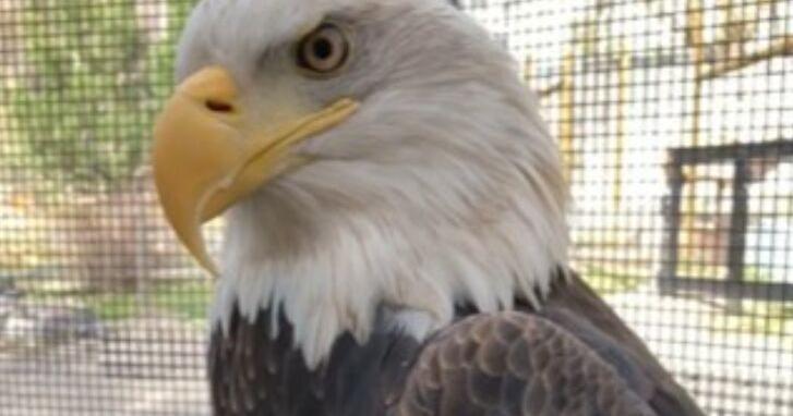 Pocatello zoo's bald eagle Valkyrie passes away at age 17 | Freeaccess ...